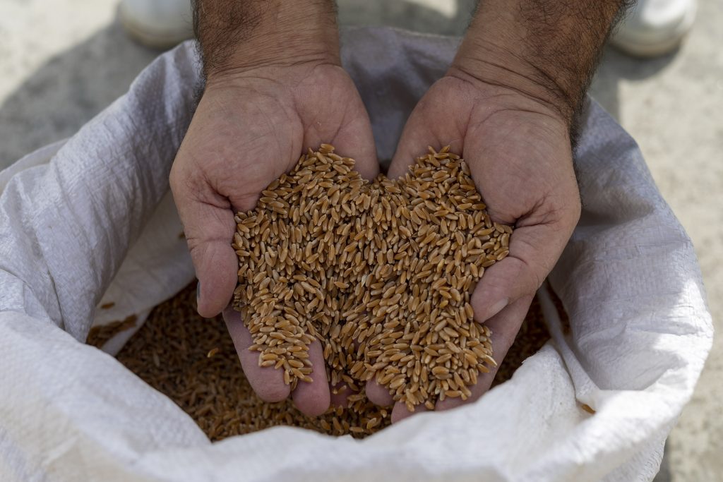 Caccese & Italpast: Pasta from Grain to Table